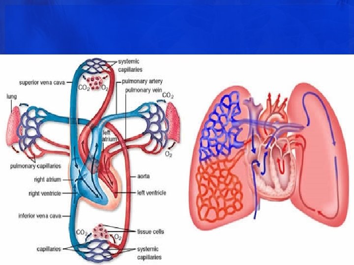 Sistem organa za disanje Sistem organa za disanje