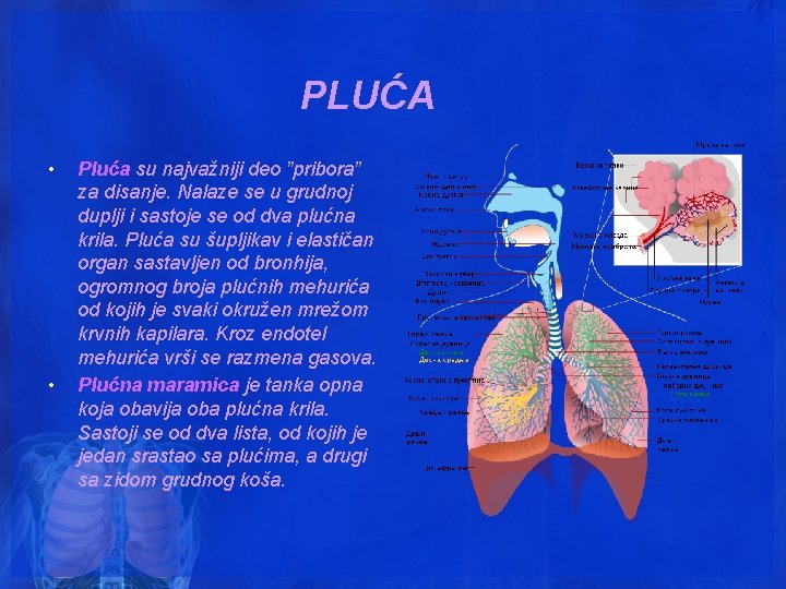 Sistem organa za disanje Sistem organa za disanje
