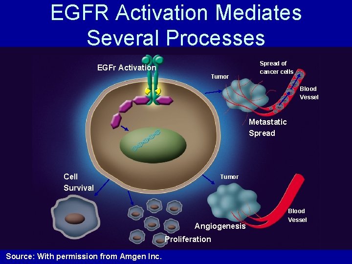 EGFR Inhibitors in Colorectal Cancer John L Marshall