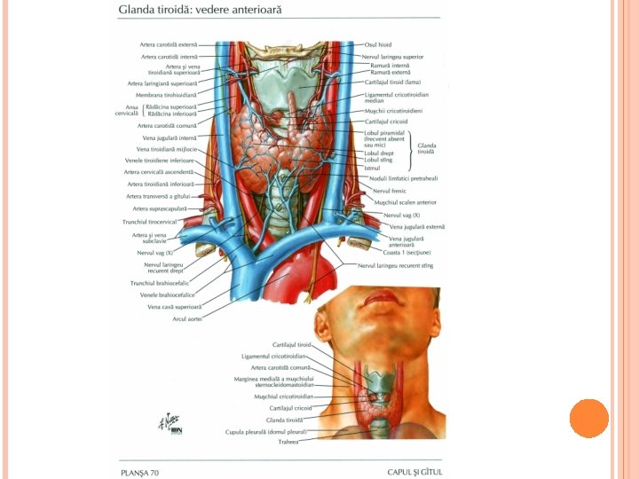 ARTERA CAROTIDA EXTERNA LIMITE Margine sup cartilaj tiroidcolul
