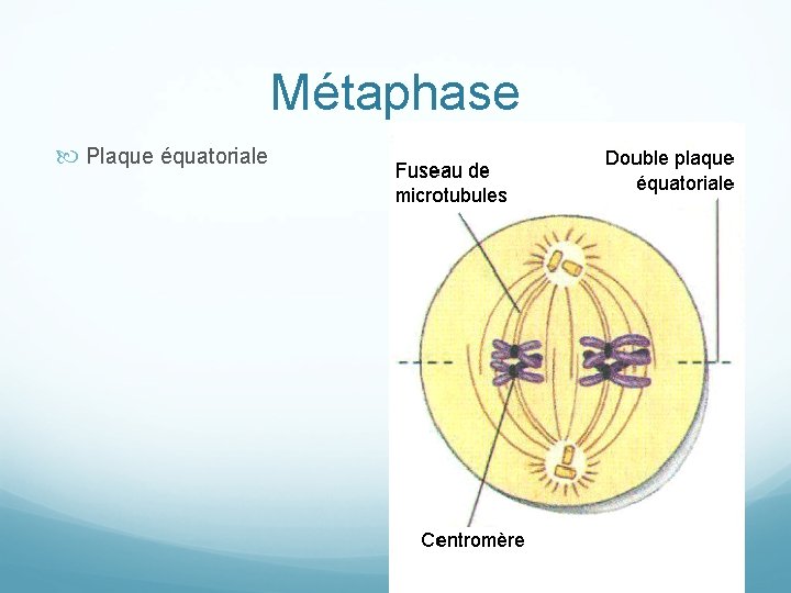 Cytogntique Cycle cellulaire Un individu 100 000 milliards
