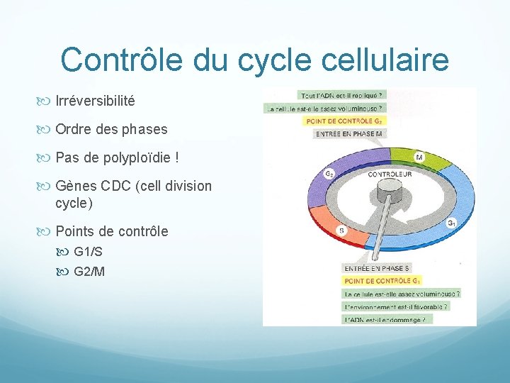 Cytogntique Cycle cellulaire Un individu 100 000 milliards