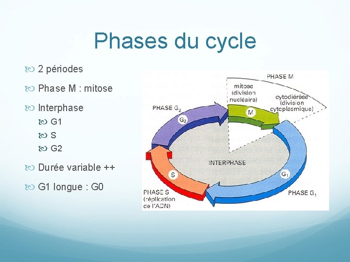 Cytogntique Cycle cellulaire Un individu 100 000 milliards