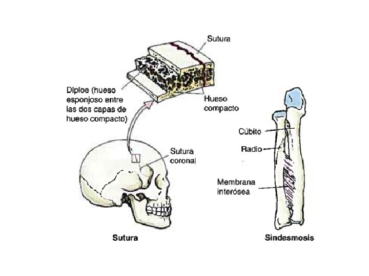 CONCEPTOS GENERALES DE ANATOMA Para entender el movimiento