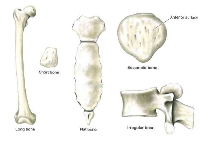CONCEPTOS GENERALES DE ANATOMA Para entender el movimiento