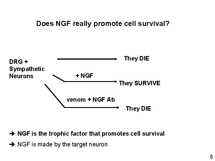 Life and Death for Neurons We lose 20