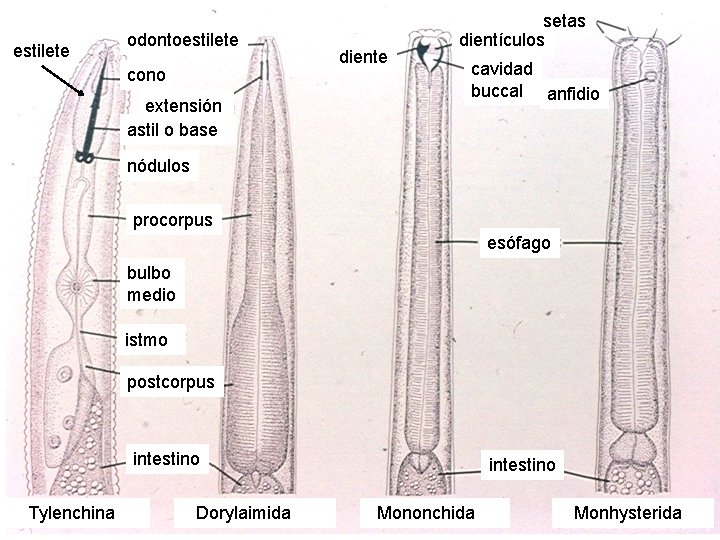 Los Nematodos Introduccin a los Nematodos Howard Ferris
