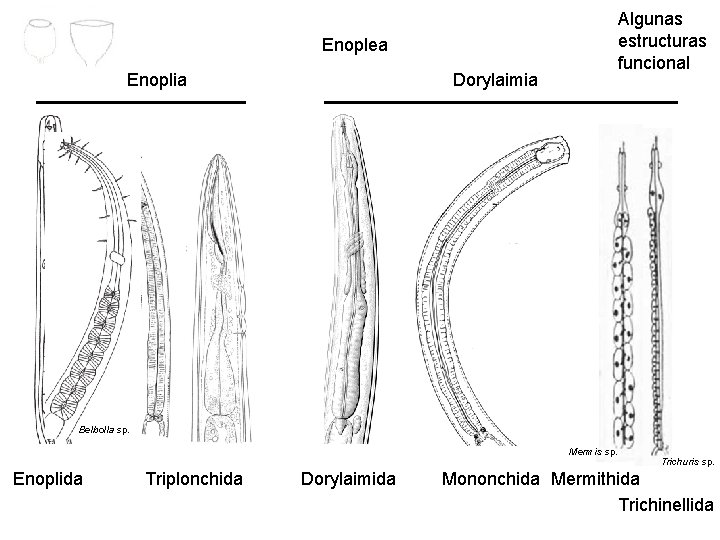 Los Nematodos Introduccin a los Nematodos Howard Ferris