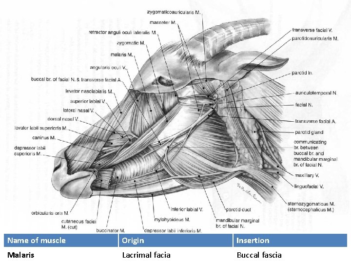 Muscles of skull Presenter 1 Ahmad Sallehuddin Mukhtarruddin