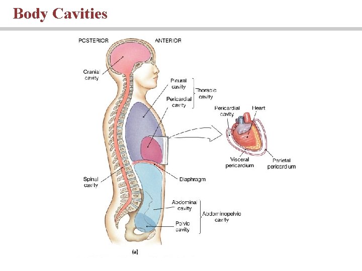 Anatomy Physiology Lecture 1 Chapter 1 An Introduction