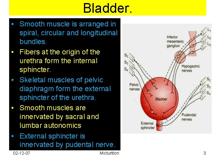 Micturition Prof K Sivapalan Ureters Collecting ducts open