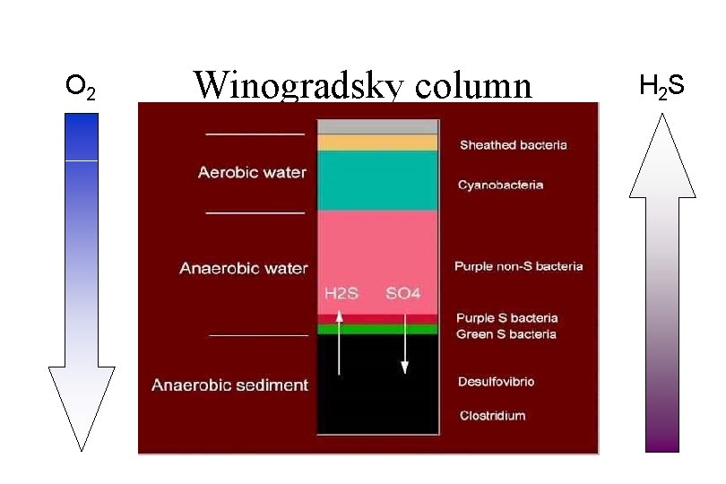 Nonoxygenic microbial photophysiologies in the ocean rhodopsin and