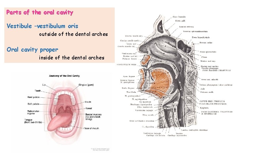 Oral cavity morphology and histology Dr Gallatz Katalin