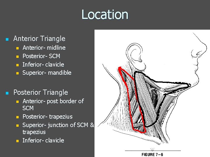 What Every Surgeon Should Know About Head and