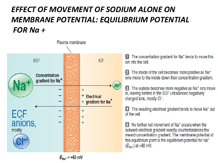 Membrane potential Th e plasma membranes of all