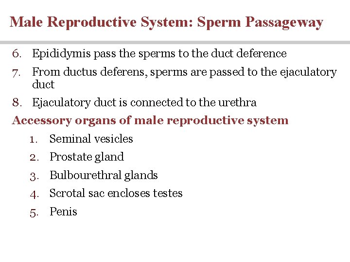 Anatomy Physiology SIXTH EDITION Lecture 28 The Reproductive
