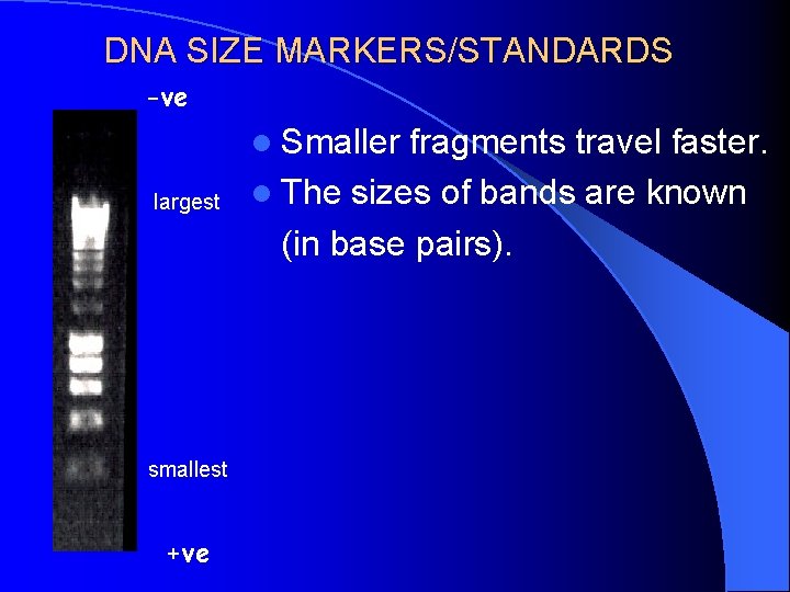 Biotechnology l 4 major areas l Human Genome