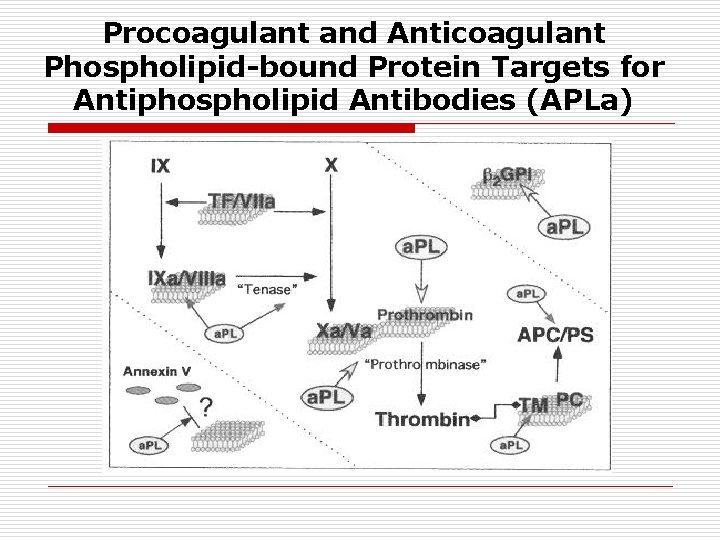 Orthopedic Surgery and Venous Thrombosis Relationship to Antiphospholipid