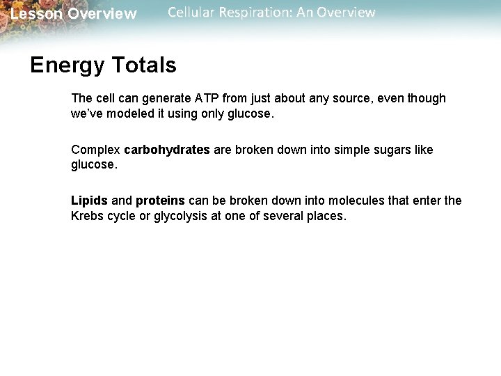 Lesson Overview Cellular Respiration An Overview Lesson Overview
