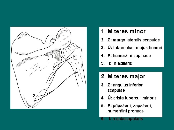 Svaly HK Svaly ramenn mm humeri M supraspinatus