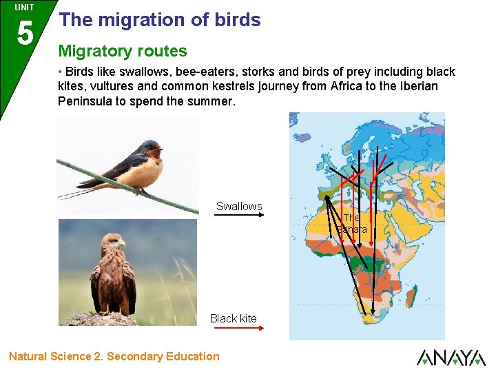 UNIT 5 Ecosystems THE MIGRATION OF BIRDS Natural