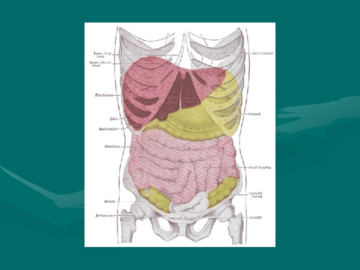 PERITONEAL SPACES AND RECESSES BY DR A PERVEZ
