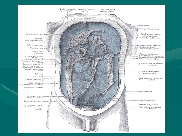 PERITONEAL SPACES AND RECESSES BY DR A PERVEZ
