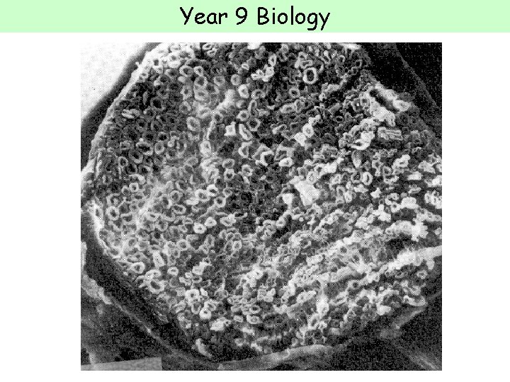 Year 9 Biology The nervous system Year 9