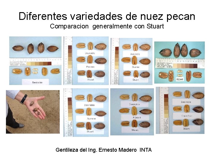 VARIEDADES DE PECAN MAS USADAS EN ARGENTINA 1