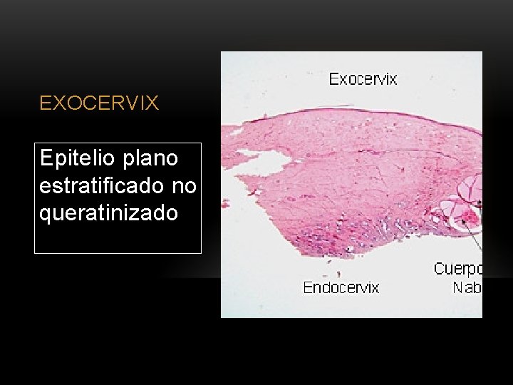 DEPARTAMENTO DE CIENCIAS MORFOLGICAS CTEDRA DE HISTOLOGA Sistema