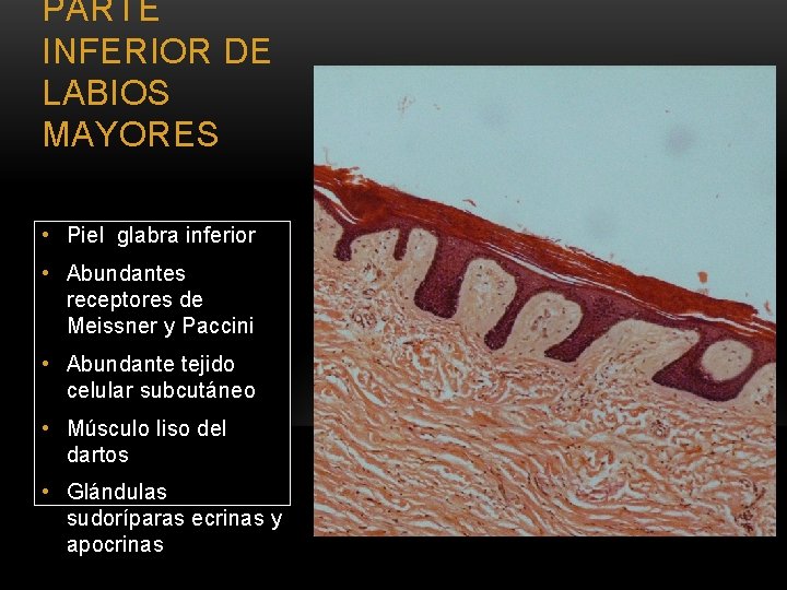 DEPARTAMENTO DE CIENCIAS MORFOLGICAS CTEDRA DE HISTOLOGA Sistema