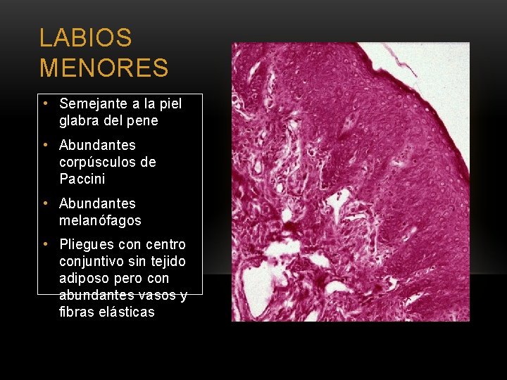 DEPARTAMENTO DE CIENCIAS MORFOLGICAS CTEDRA DE HISTOLOGA Sistema