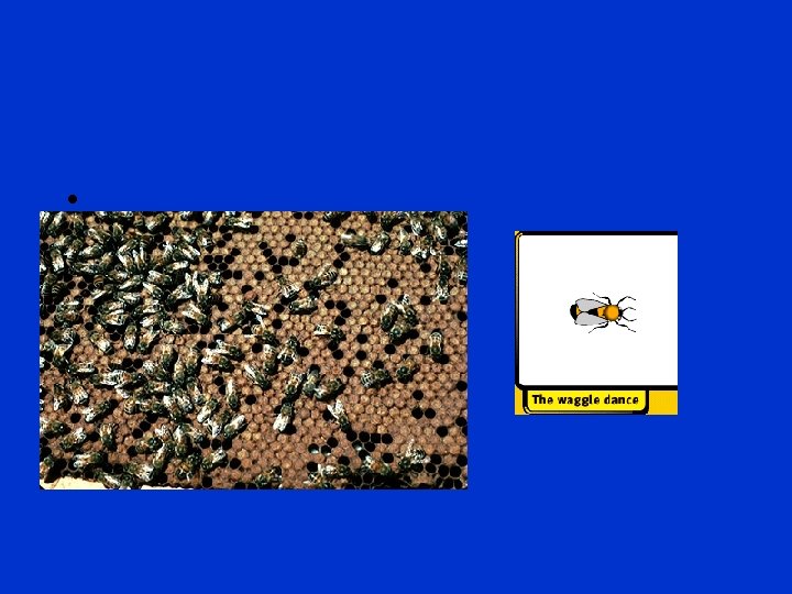 Evolution CASE STUDIES The evolution of the honeybee