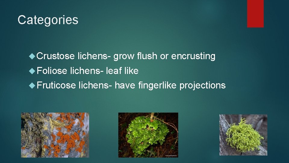 Lichens Definition Lichens combination of a green algae