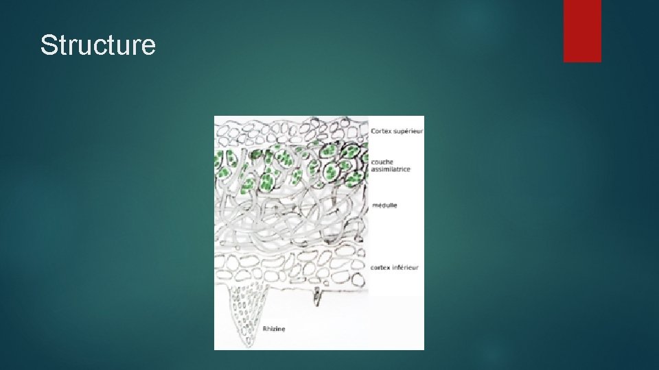 Lichens Definition Lichens combination of a green algae