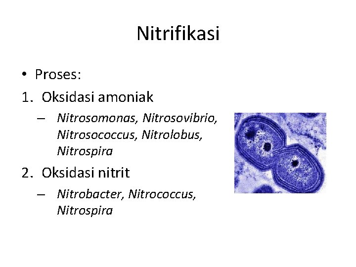Definisi Bioremediasi Setiap proses yang menggunakan mikroorganisme fungi
