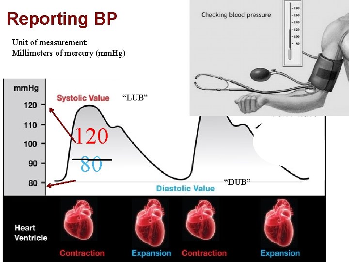 1 Blood Pressure Copyright The Mc GrawHill Companies