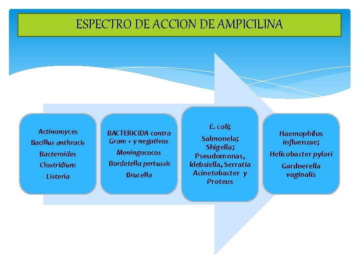 AMINOPENICILINAS AMPICIL INA AMOX ICILIN A BACAM PICILIN
