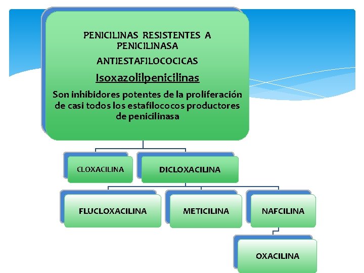 AMINOPENICILINAS AMPICIL INA AMOX ICILIN A BACAM PICILIN