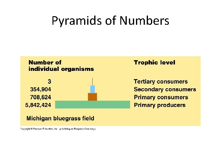 AP Biology Ecosystems Ecology Part 1 Energy Flow