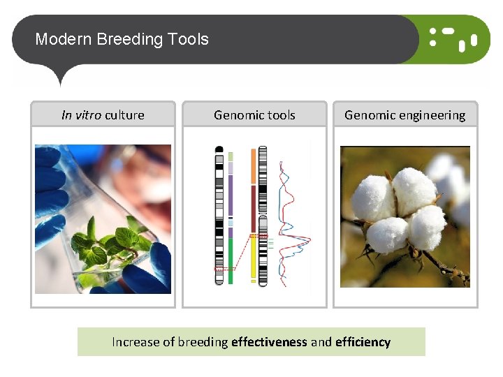 Plant Breeding across times challenges and achievements Susana