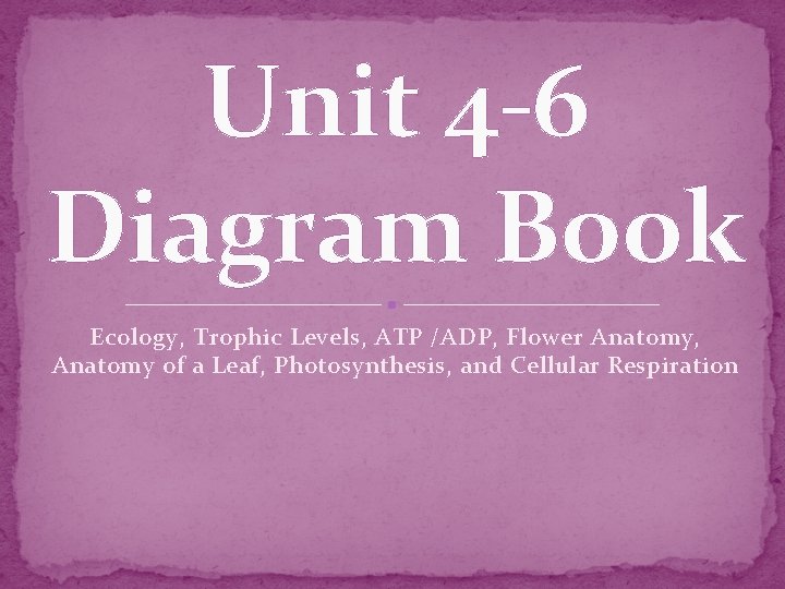 Unit 4 6 Diagram Book Ecology Trophic Levels