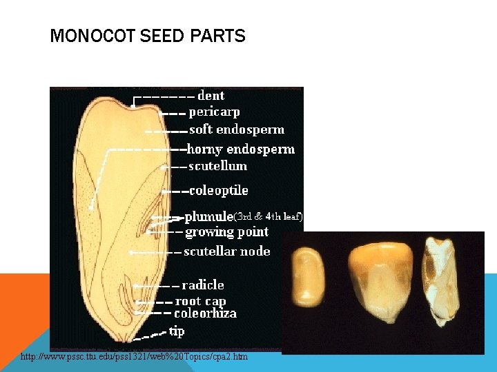 ANATOMY OF THE SEED TAXONOMIC CLASSES AngiospermThe flowering