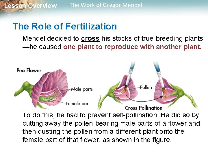 Lesson Overview The Work of Gregor Mendel Lesson