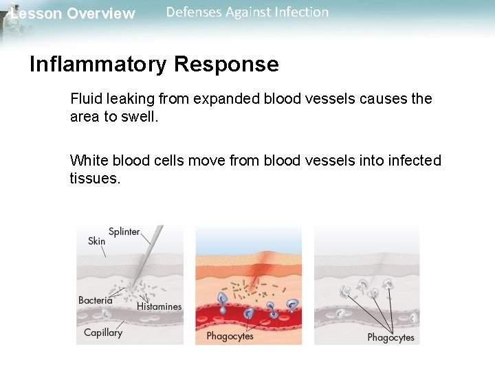 Lesson Overview Defenses Against Infection Lesson Overview 35