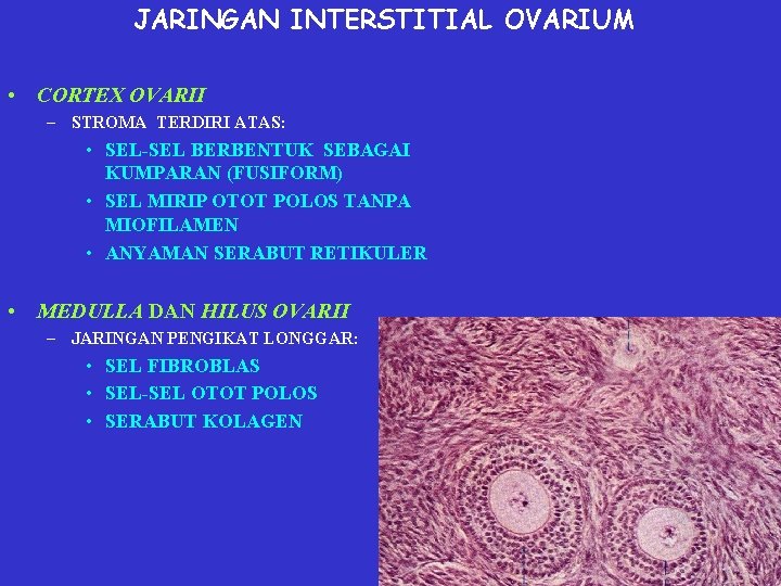 HISTOLOGI SISTIM REPRODUKSI WANITA ERYATI DARWIN FAKULTAS KEDOKTERAN