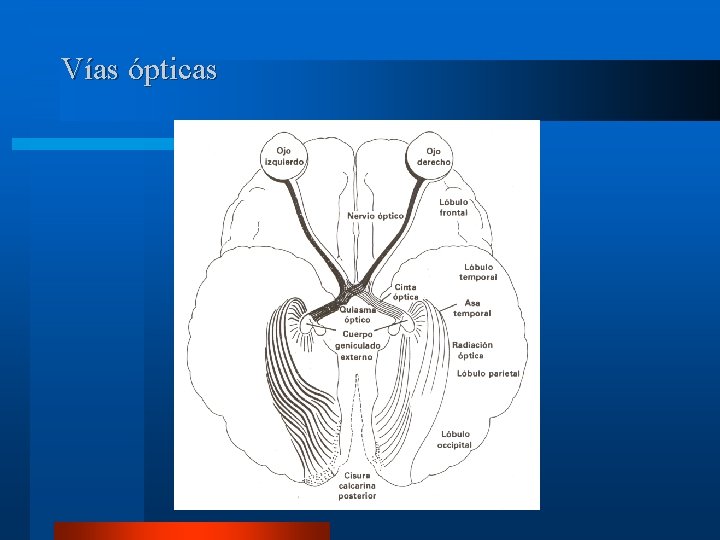 Tema Vas pticas Dr Abraham Delgado Oftalmlogo Docente