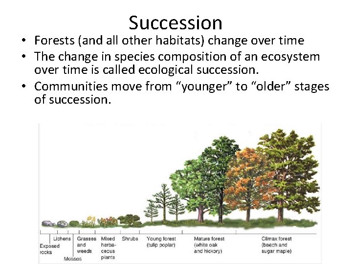 FORESTRY TEST BASICS How To Measure the Diameter