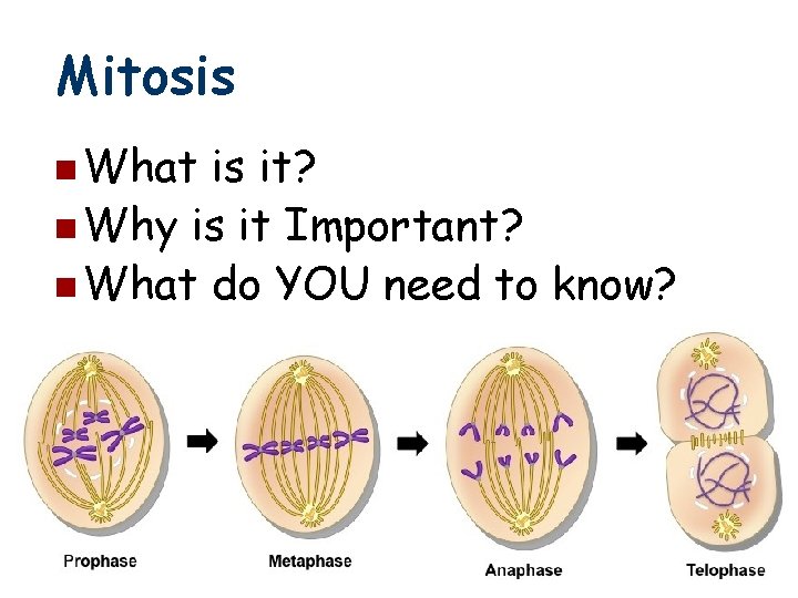 Mitosis What is it Why is it Important