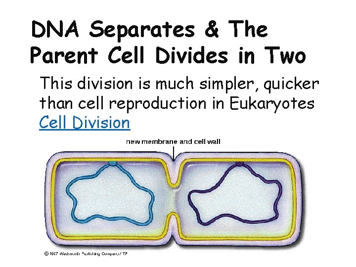 Mitosis What is it Why is it Important